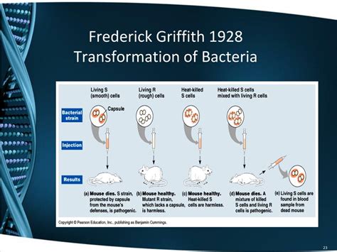 Ppt Dna Technology And Genomics Powerpoint Presentation Free