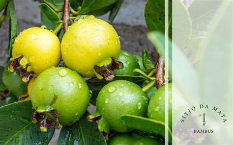 Conheca Os Tipos De Araca E Os Beneficios Destas Frutas 4 Sitio Da