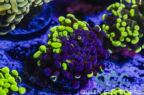 Purple Splatter Hammer Wysiwyg Queen City Corals