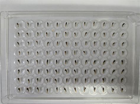 Aedes Aegypti Sex Object Detection Dataset By Biolres