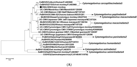 Molecular Detection And Genetic Diversity Of Cytomegaloviruses And