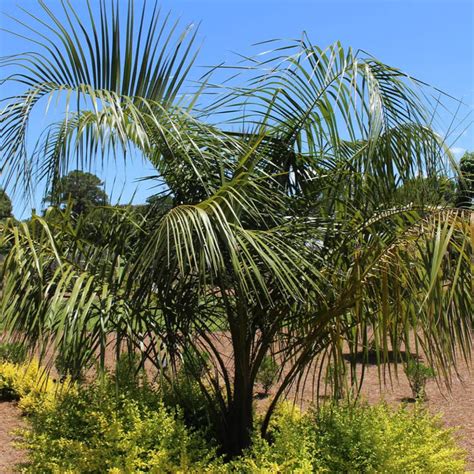 The Characteristics Of Mule Palm Trees