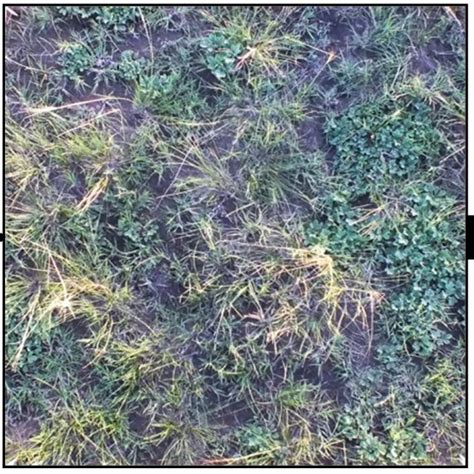 Vegetation Coverage Interpretation Download Scientific Diagram