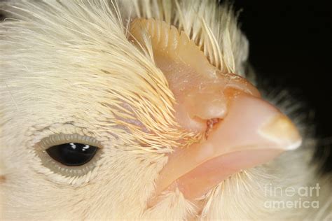 White Leghorn Chick Photograph By Ted Kinsman Fine Art America