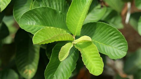 Makahiya Leaves