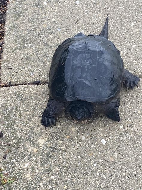 Why Is My Turtles Shell Turning White R Turtle