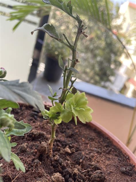 Help What Are These Tiny Black Dots On My Mum Plants New To Gardening