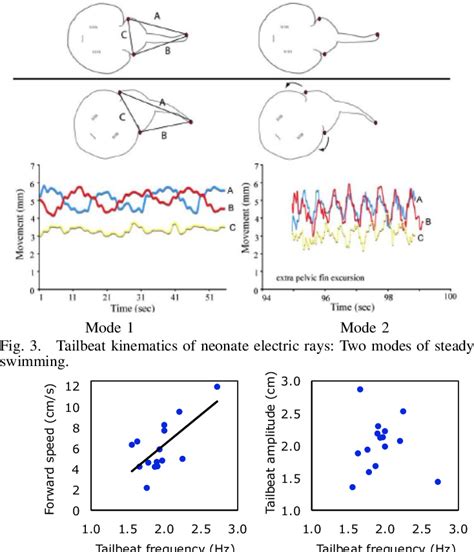 Constant Velocity Swimming Kinematics Of Electric Ray Blue Dots Are Download Scientific