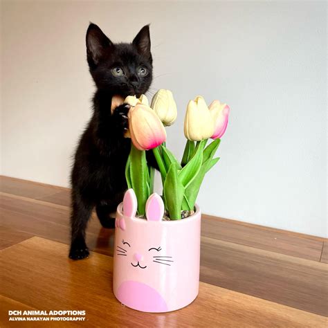 Alvina Narayan Photography 💙 Found In Northmead Available For Adoption 15 02 2018 If Not