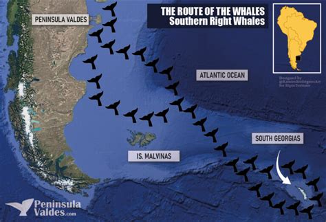 What Is The Migration Route Of The Southern Right Whale Throughout The Year Peninsula Valdes