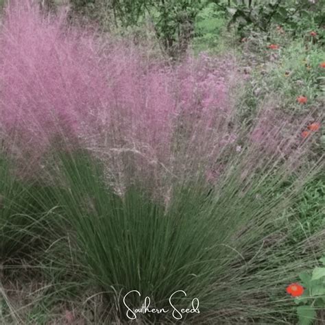 Love Grass Purple Eragrostis Spectabilis 50 Seeds Seed Therapy