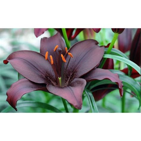 Thompson And Morgan 10 X Lily Black Jewel Bulbs Bulbs Uk