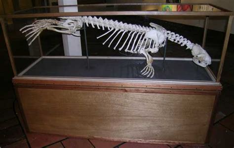 Harbor Seal Skeleton — Seadoc Society
