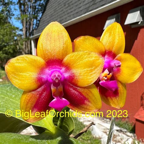 September 2025 Page 9 Big Leaf Orchids