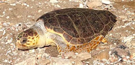 צב ים הושב לטבע בחיפה לאחר החלמתו תמונות מהשטח חיים רז חי פֹּה תאגיד החדשות של חיפה והסביבה