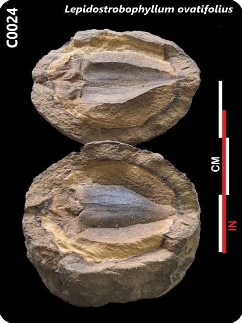 C0024 Lepidostrobophyllum Ovatifolius Member Collections The Fossil