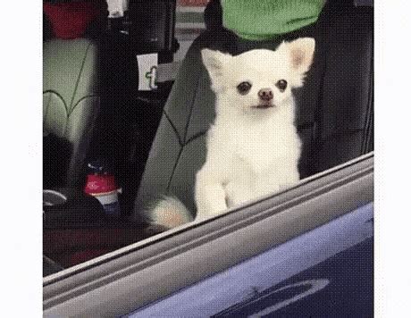 Sleepy Chihuahua Memes