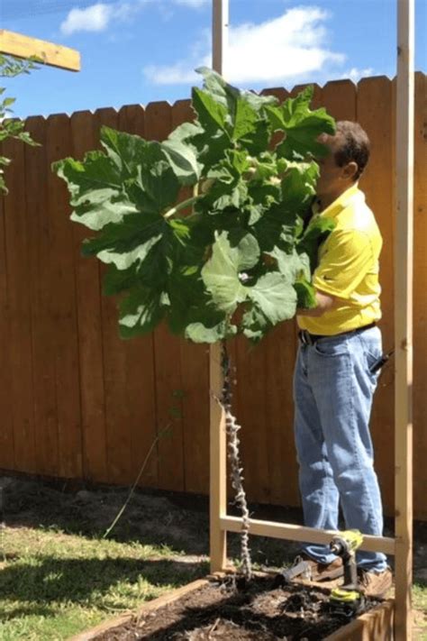Creative Vegetable Gardenersave Space Growing Zucchini Vertically
