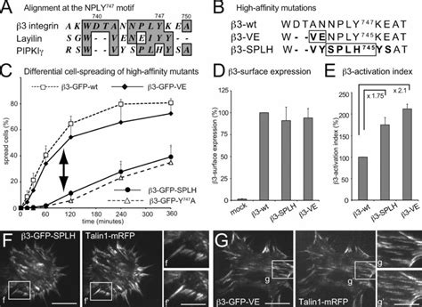 Differential Cell Spreading By High Affinity Talin Binding