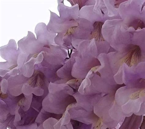 泡桐花泡桐树母亲土地