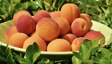 Persikų Sodinimas Auginimas Priežiūra Bei Geriausios Veislės