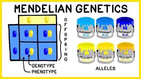 Genotype And Phenotype Punnett Square Punnett Square Wikipedia