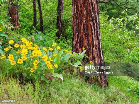 Trunck Photos And Premium High Res Pictures Getty Images