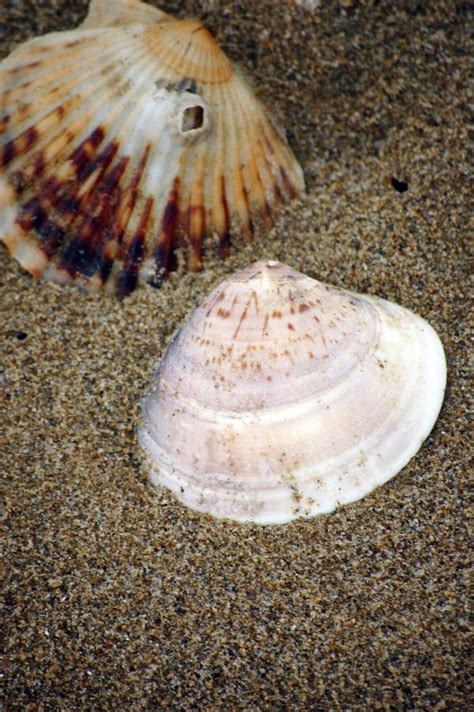 There Are Two Beautiful Scallop Shells On The Beach Beside The Sea