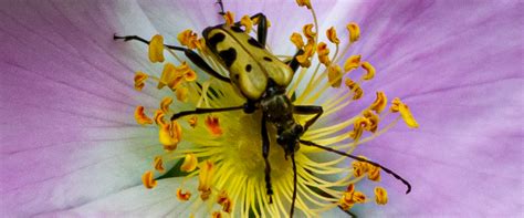 Meet The Beetles Of Alberta Royal Alberta Museum