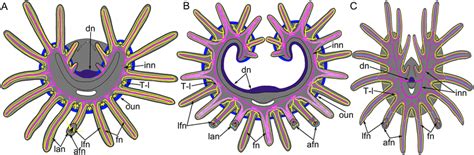 Schemes Of Lophophore Innervation In Lophophorates The Lophophore Is