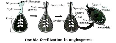 Fertilization In Plants