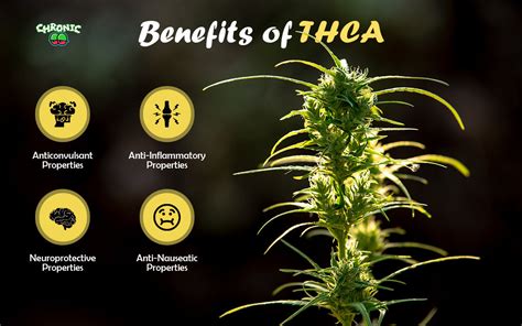 Thca Benefits What Does Thca Do Usage And Consumption Chronic Thca