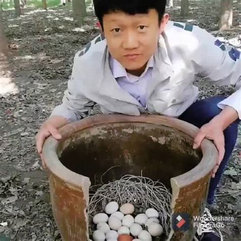 Hen Brooding Eggs Scrolller