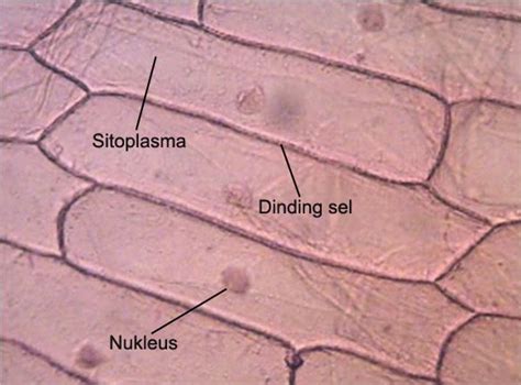 Pengertian Sel Edubio