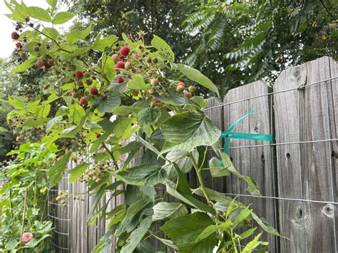 How To Grow Raspberries Along A Fence Whitney Anderson Gardening