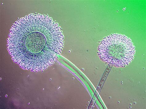 Aspergillus On Surfaces