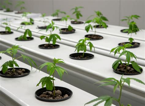Hydroponic Cannabis Cultivation