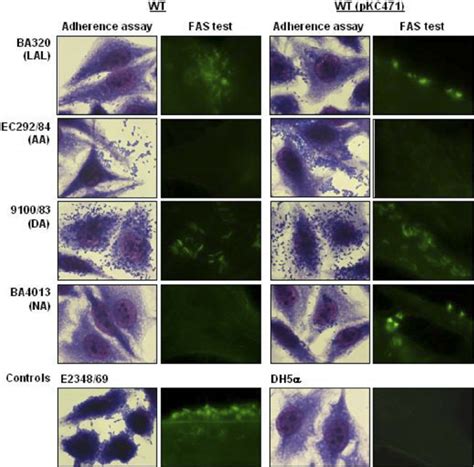 Adherence Assay And Fas Test Of Wild Type Aepec And Aepec Strains