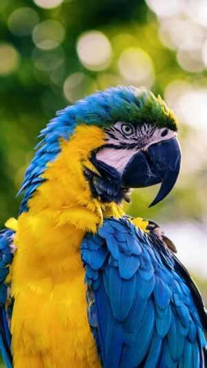 Parrot Wallpaper Ixpap