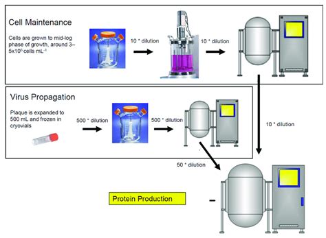 Insect Cell Culture Media At Jennifer Lyman Blog