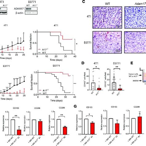 Adam17 Expression Correlates To Protumorigenic Macrophage Markers Cd163 Download Scientific
