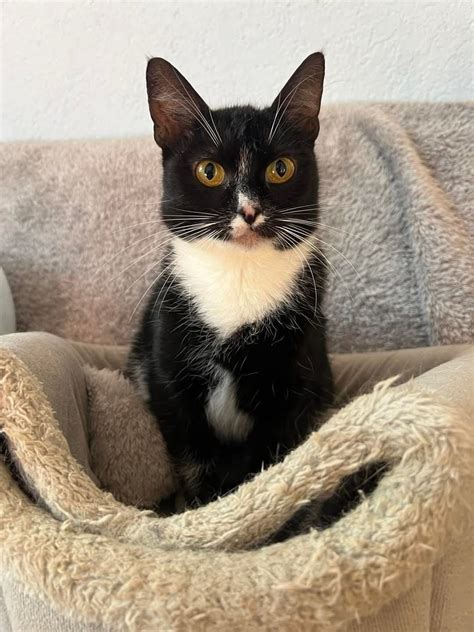 Full Litter Box Zašto Nitko Ne Pita Za Prelijepu