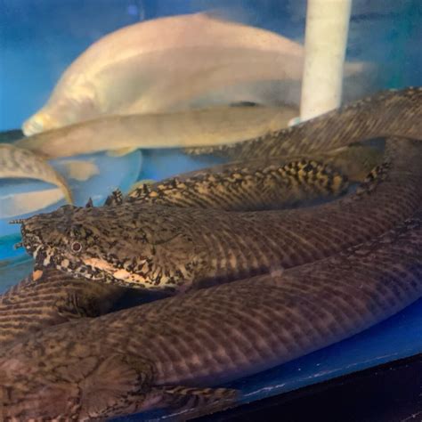 Polypterus Exotic Fish Shop