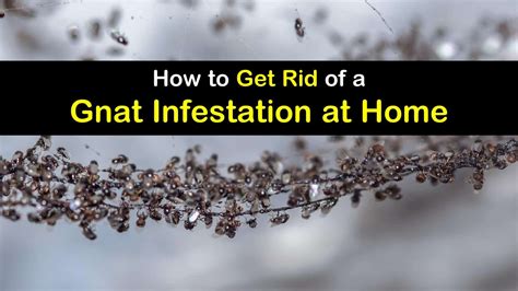 3 Fast And Easy Ways To Eliminate A Gnat Infestation