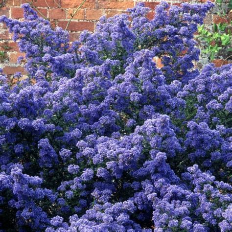 Ceanothus Puget Blue Californian Lilac Specimen Shrub