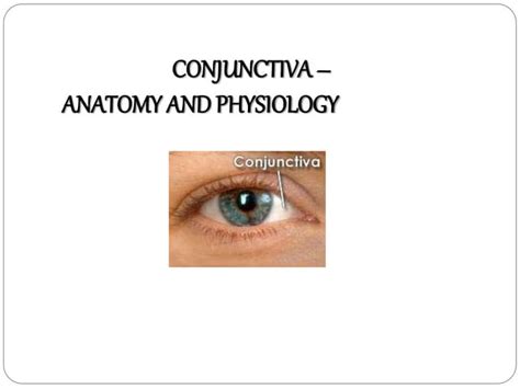 Conjunctiva Of Human Eye Anatomy And Physiopptx