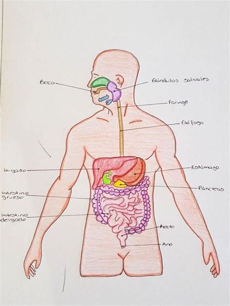 Dibujo Del Sistema Digestivo