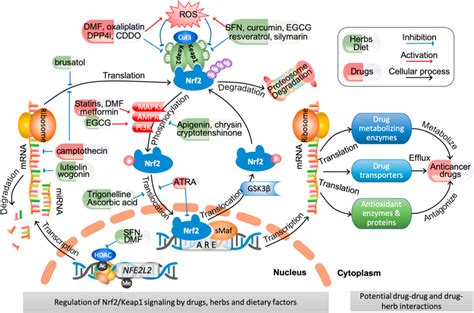 The Potential Roles Of Nrf2 Keap1 Signaling In Anticancer Drug