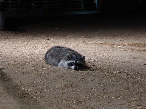 Our Barn Raccoon Rocket Jr Waiting For Dinner R Aww