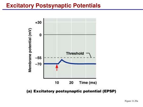 Ppt Synapses Powerpoint Presentation Free Download Id3150839